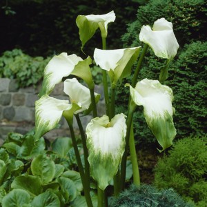 1 ZANTEDESCHIA : Calla Green Goddess - geoponiki-marathona.gr