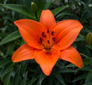 2 LILIUM ASIATIC : Brunello - geoponiki-marathona.gr