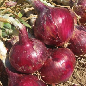 ΚΟΚΚΙΝΟ ΚΡΕΜΜΥΔΙ RED ROCK - geoponiki-marathona.gr